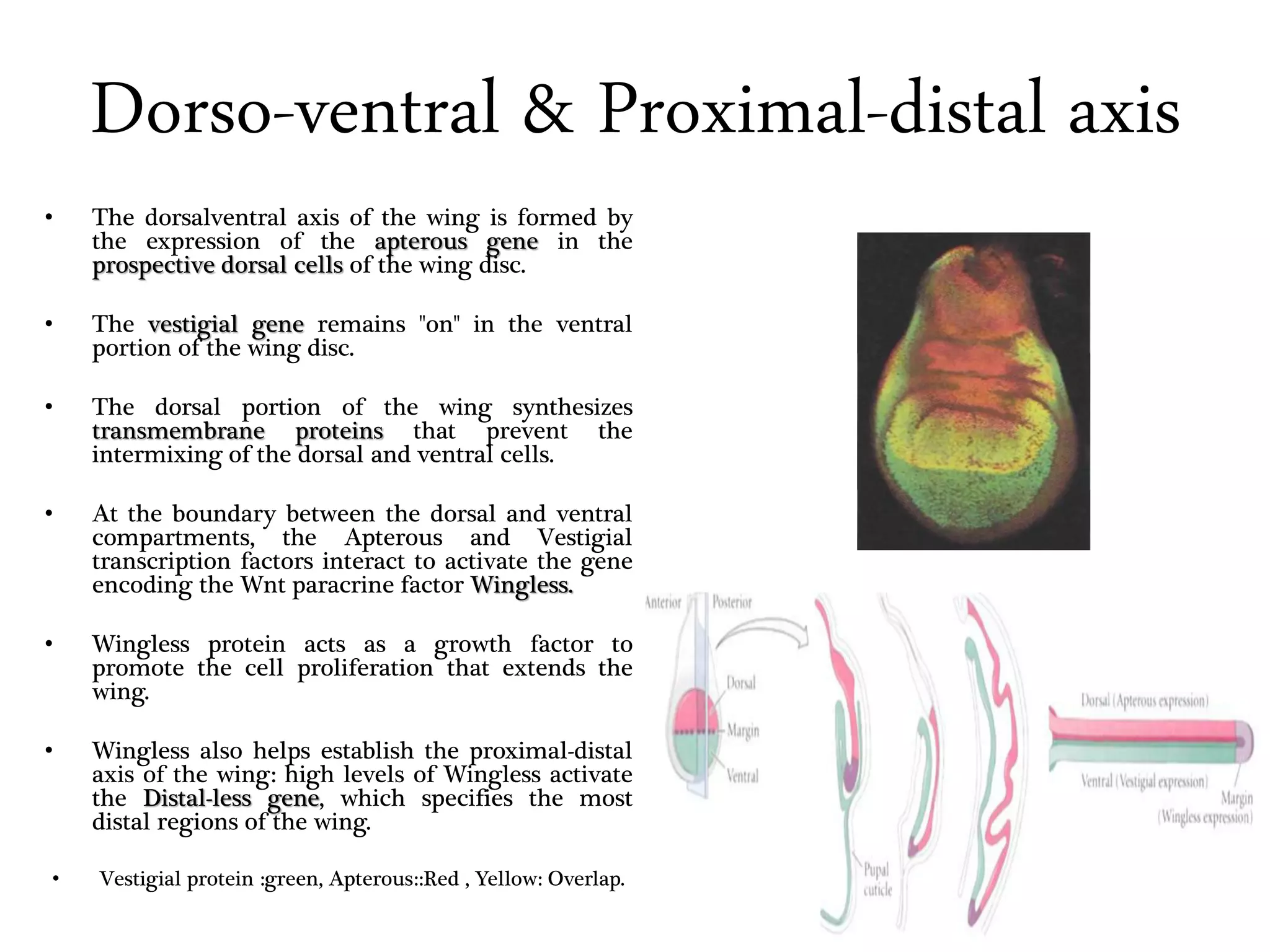 Post embryonic development | PDF