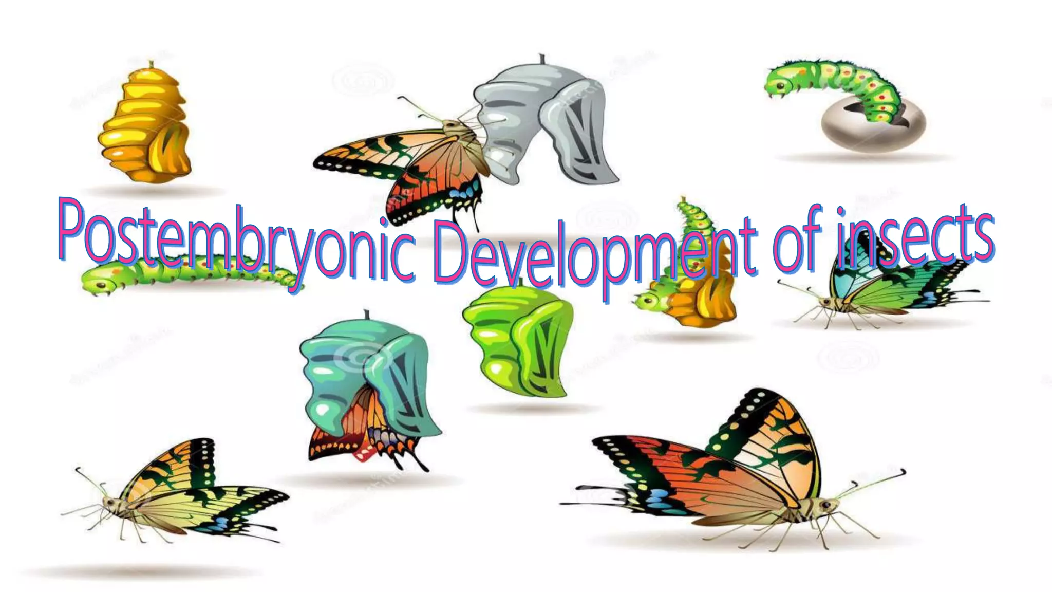 Post embryonic development of insects and metamorphosis | PPTX