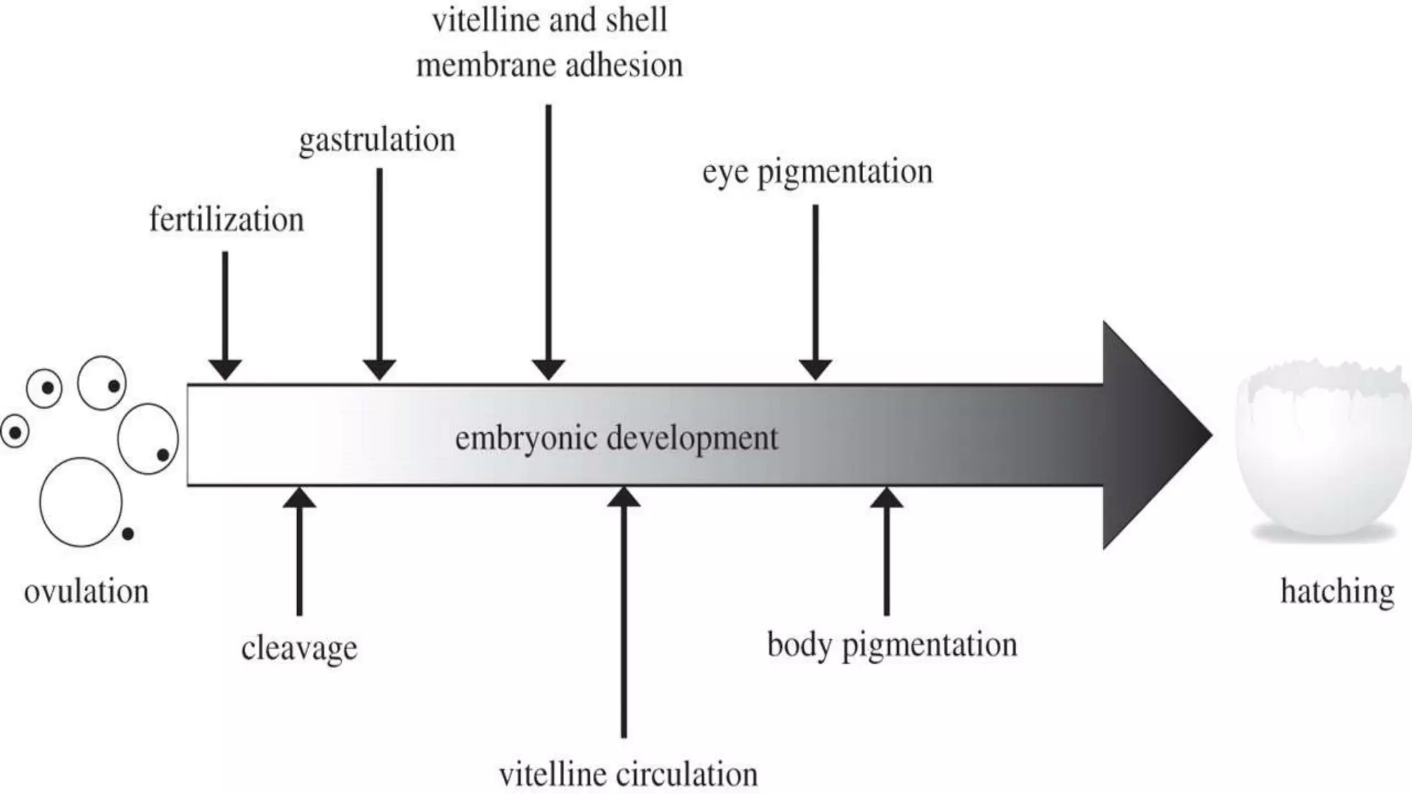 Post embryonic development of insects and metamorphosis | PPTX