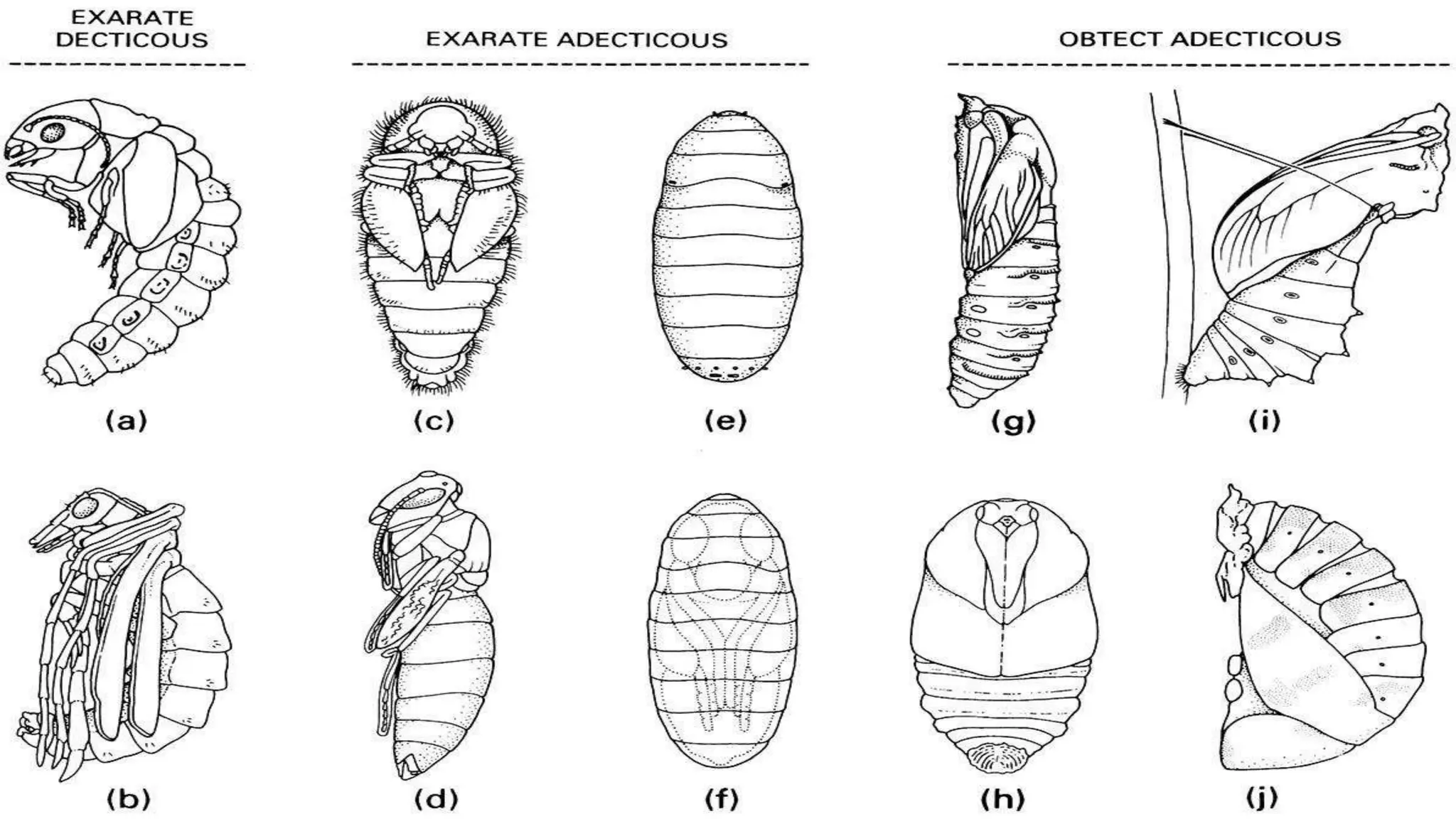 Post embryonic development of insects and metamorphosis | PPTX