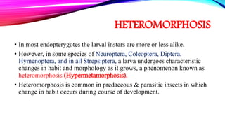 Post embryonic development of insects and metamorphosis | PPTX