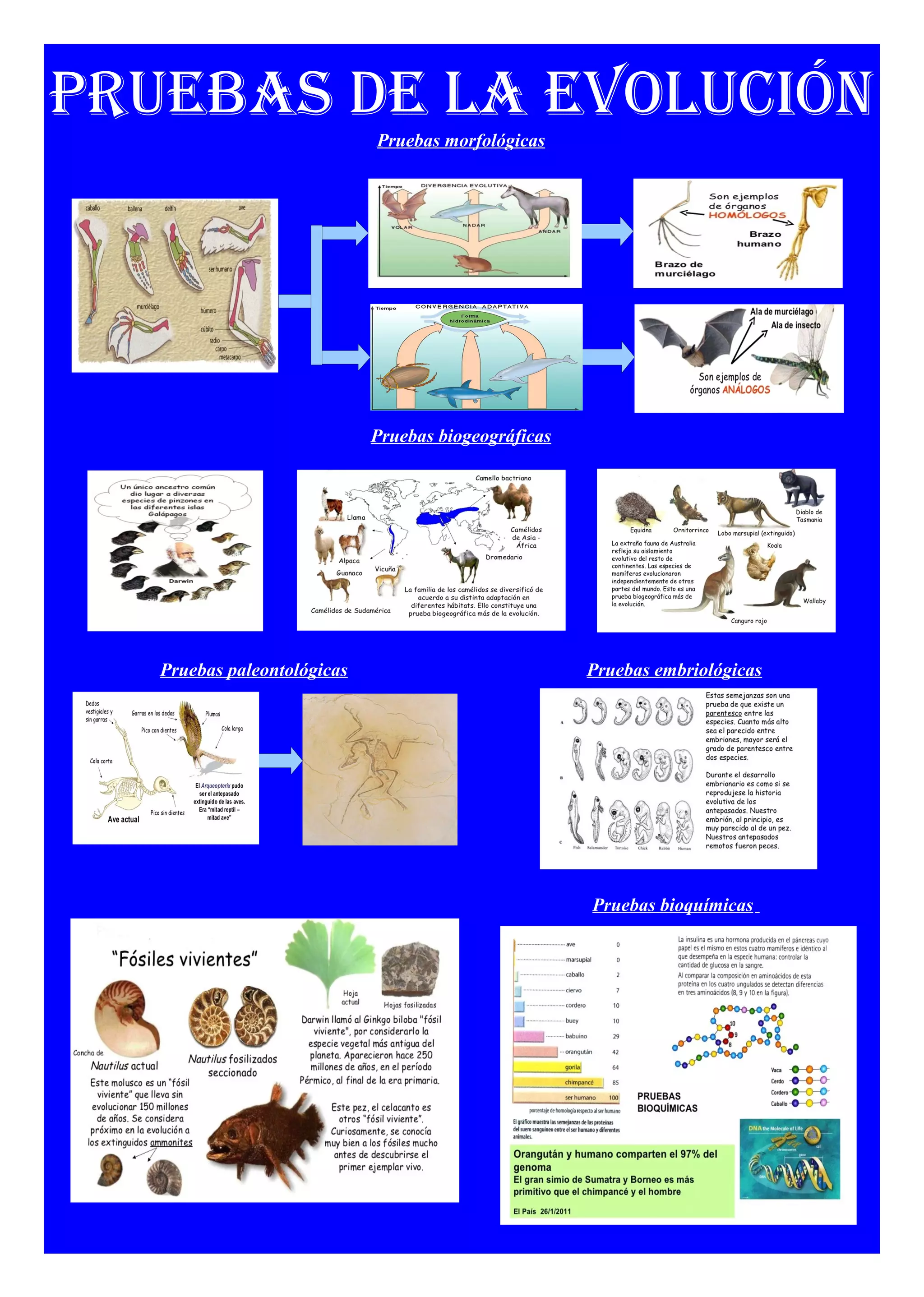 Poster- pruebas de la evolución | ODT