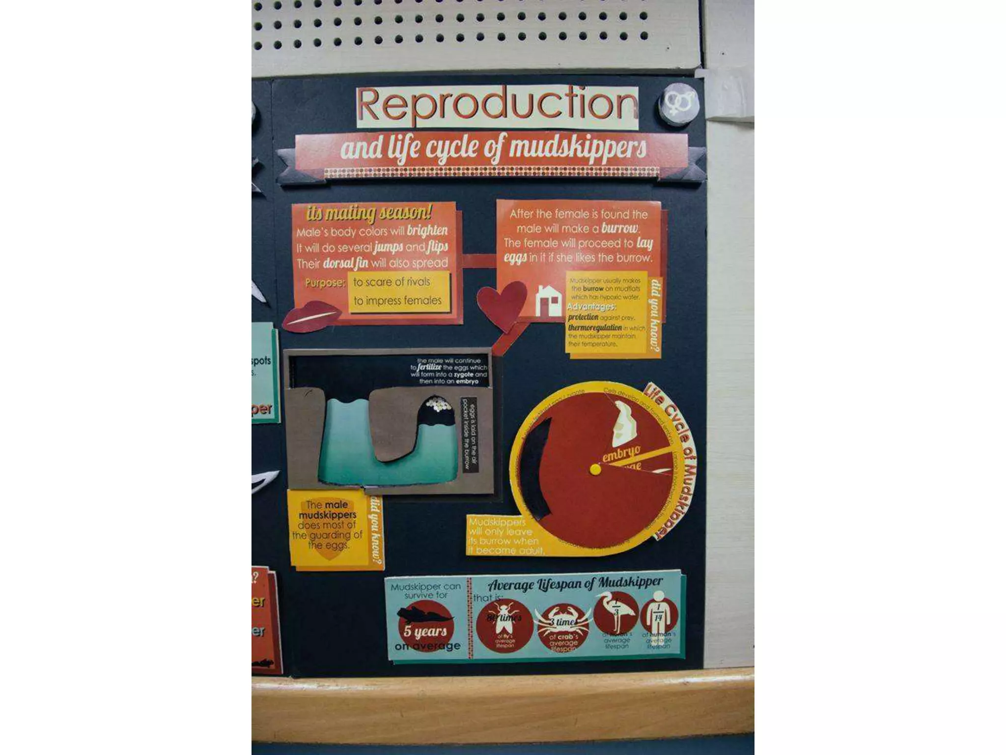 ENBE infographic Pop-out Poster | PPTX