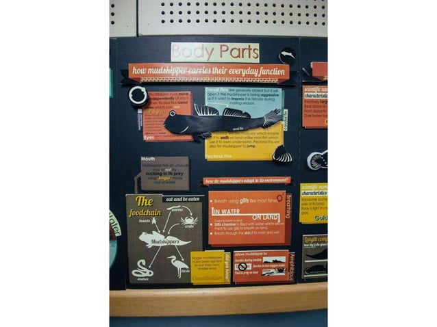 ENBE infographic Pop-out Poster | PPTX