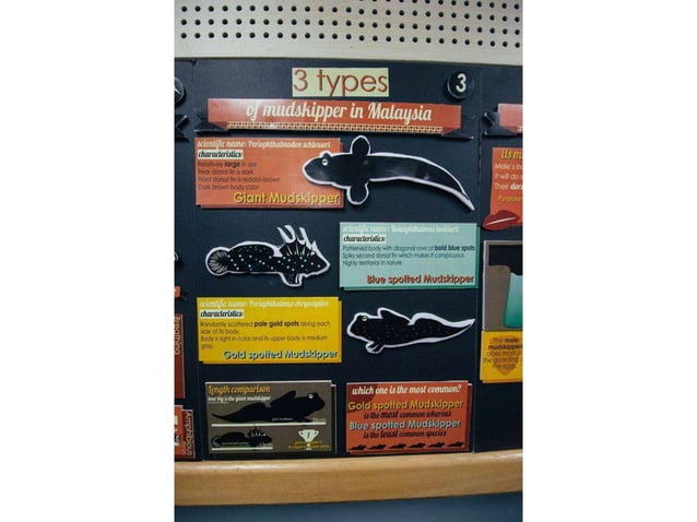ENBE infographic Pop-out Poster | PPTX