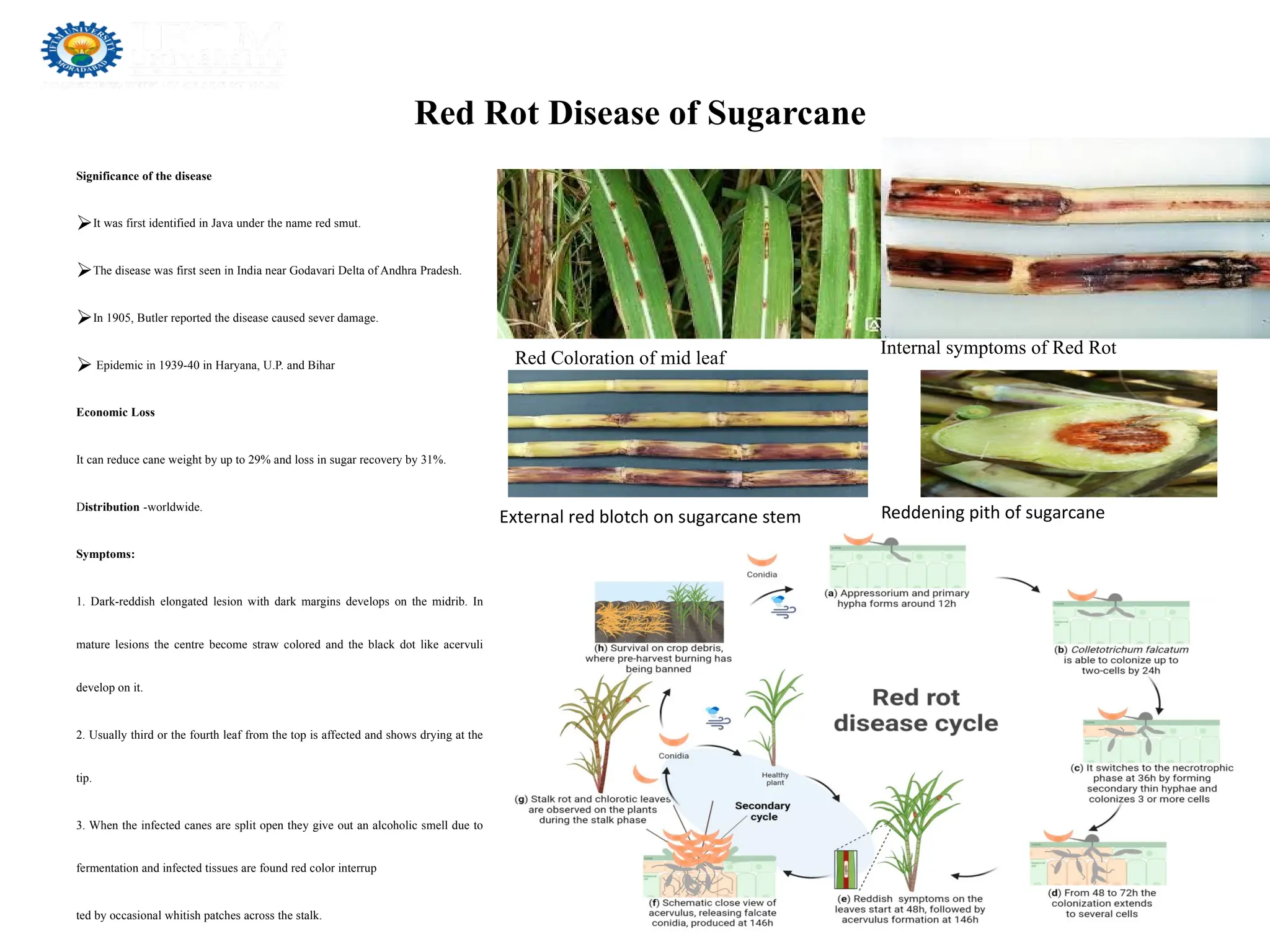 Red rot disease of sugercane plant pathology | PPTX