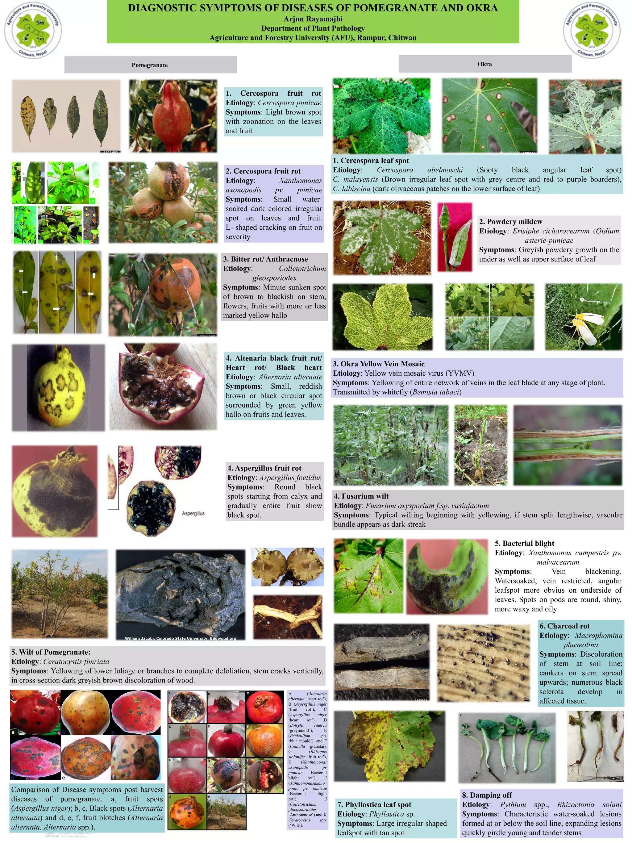 Poster on the diseases of okra and pomegranate | PDF