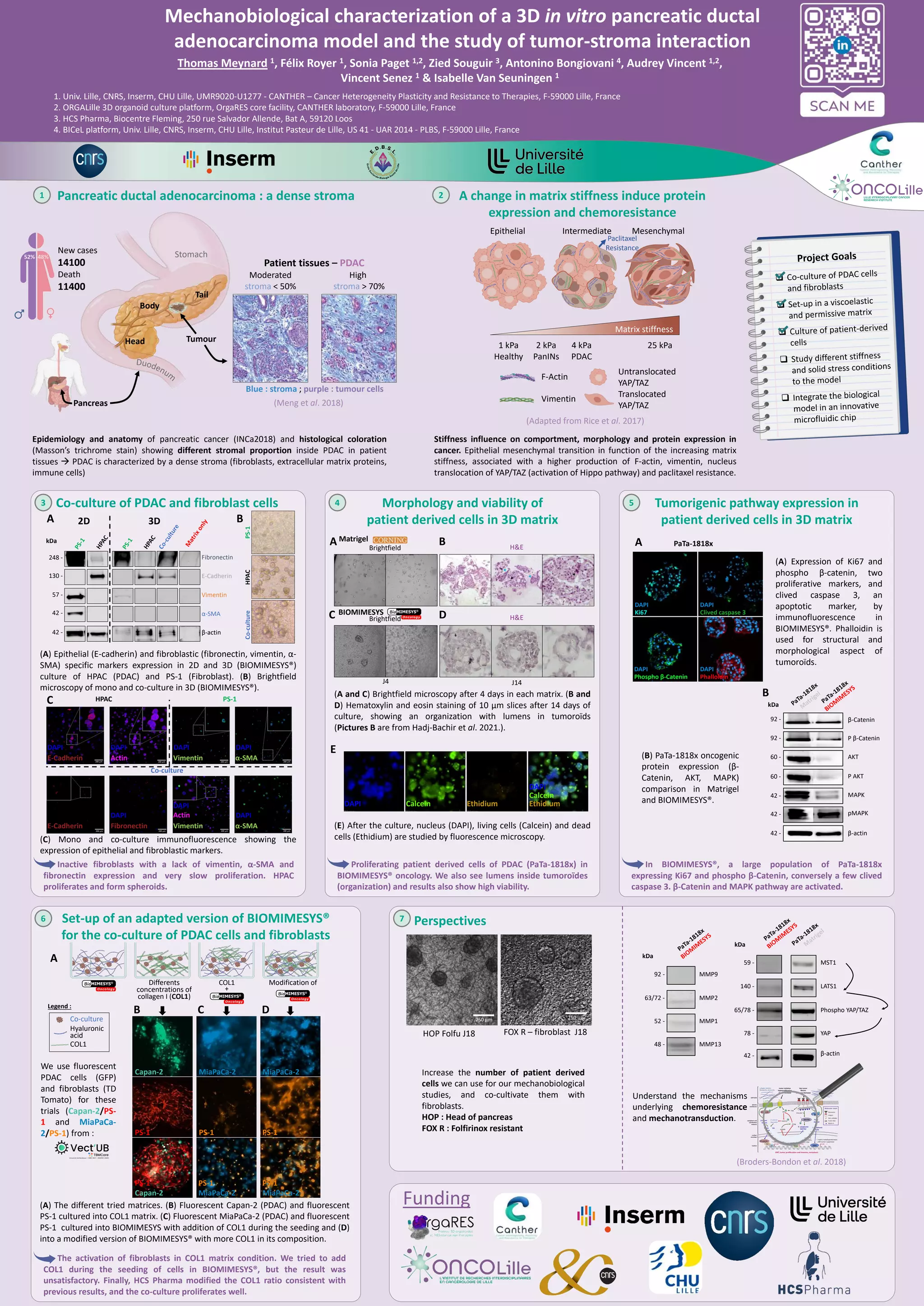 Poster HCSPHARMA (OncoLilleDays2022) - Mechanobiological characterization of a 3D in vitro ...