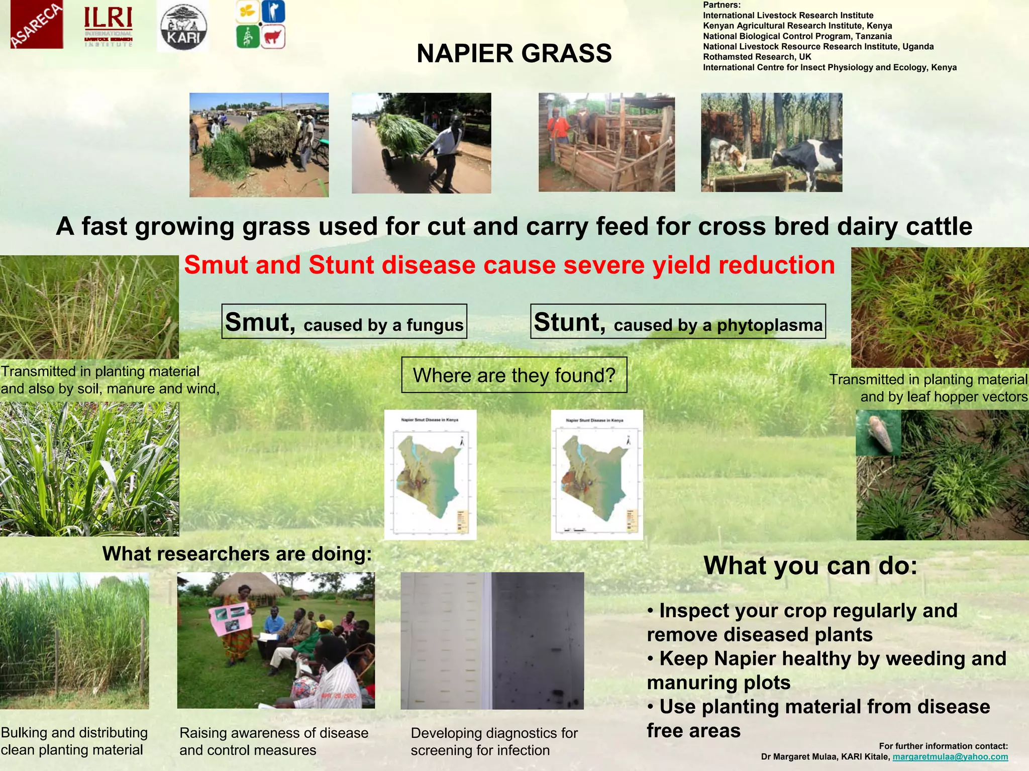 Napier grass: a fast growing grass used for cut and carry feed for ...