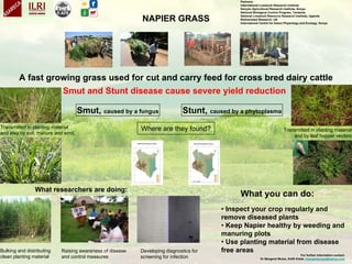 Napier grass: a fast growing grass used for cut and carry feed for ...