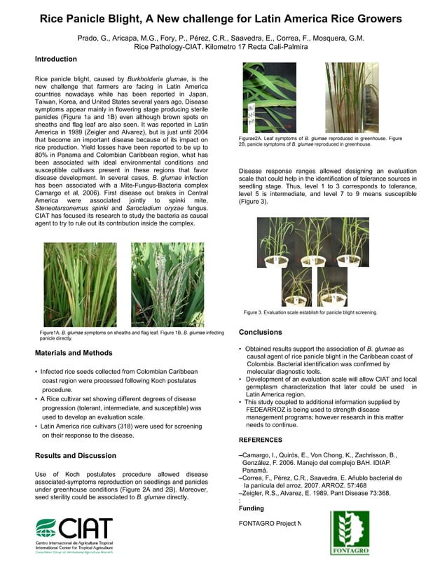 Poster88: Rice panicle blight, A new challenge for Latin America Rice ...