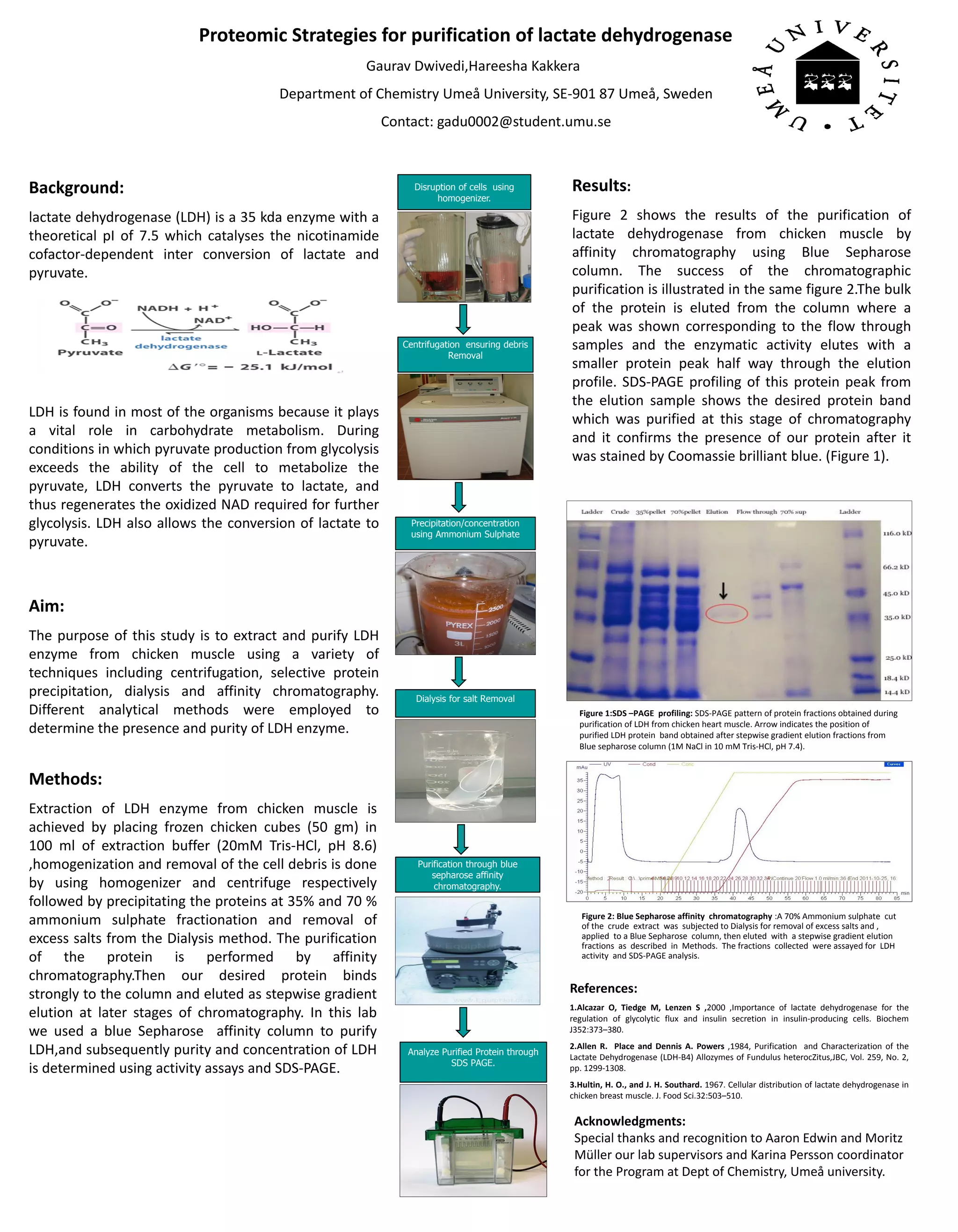 Proteomic Strategies for purification of lactate dehydrogenase ...