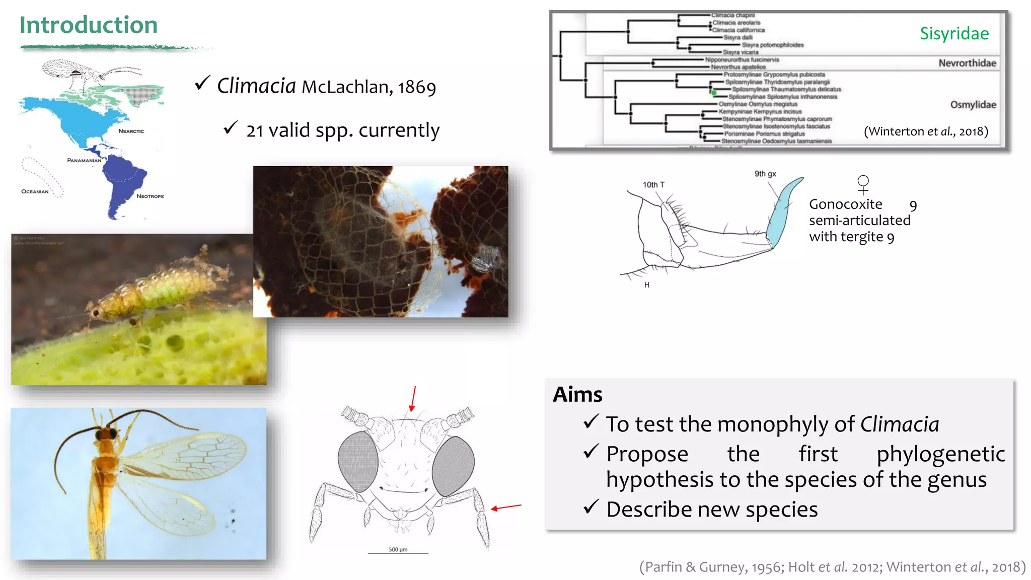 Phylogenetic systematics of Climacia McLachlan, 1869 (Neuroptera: Sisyridae) | PDF | Biological ...