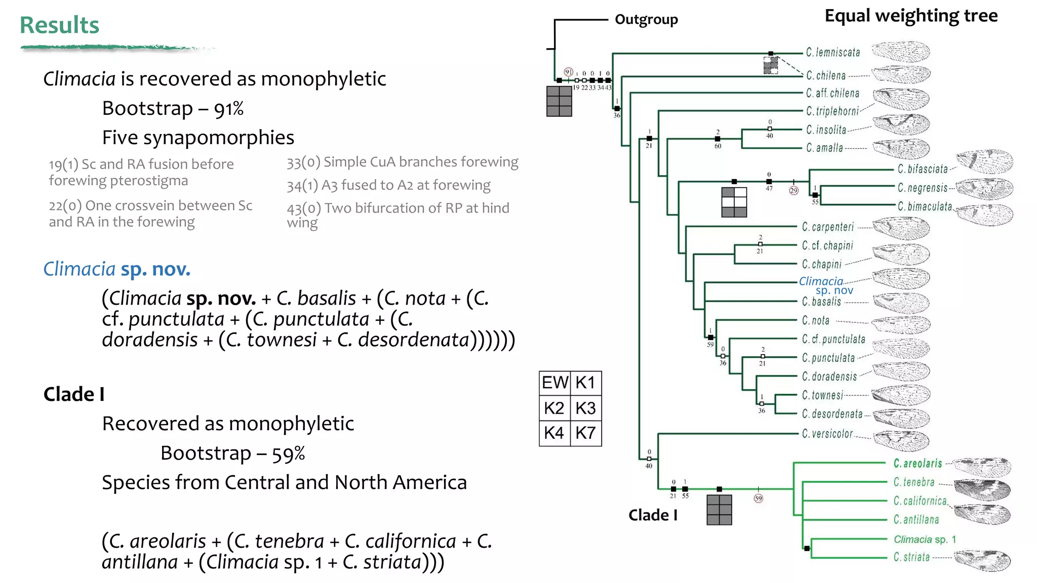 Phylogenetic systematics of Climacia McLachlan, 1869 (Neuroptera: Sisyridae) | PDF | Biological ...