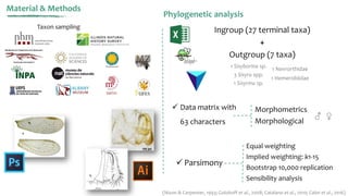 Phylogenetic systematics of Climacia McLachlan, 1869 (Neuroptera: Sisyridae) | PDF | Biological ...