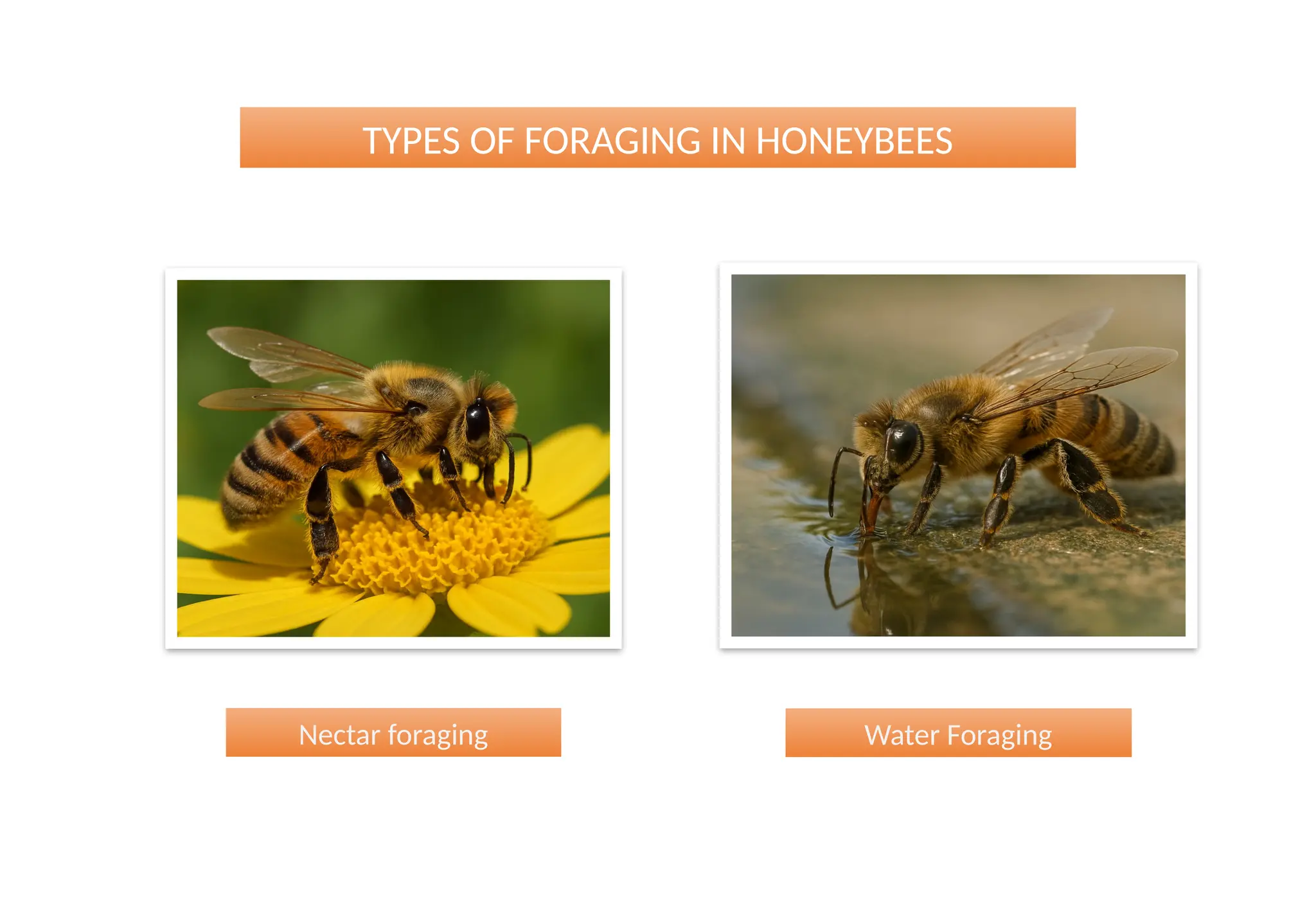 poster foraging behaviour of honey bees.pptx