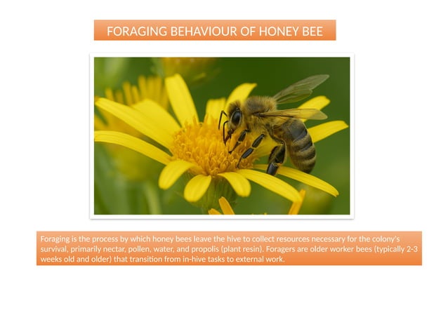 poster foraging behaviour of honey bees.pptx