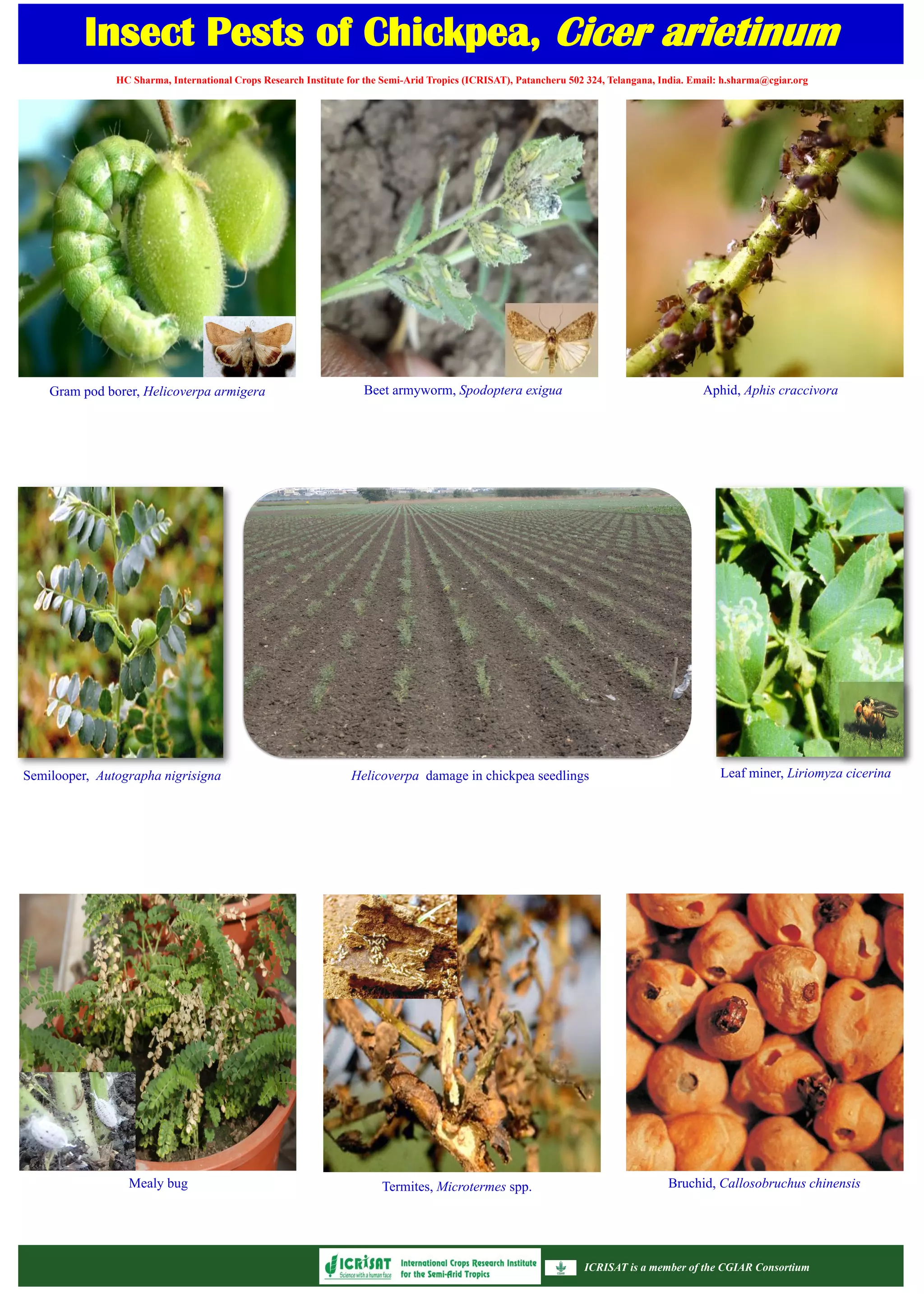 Insect pests of chickpea, cicer arietinum | PDF