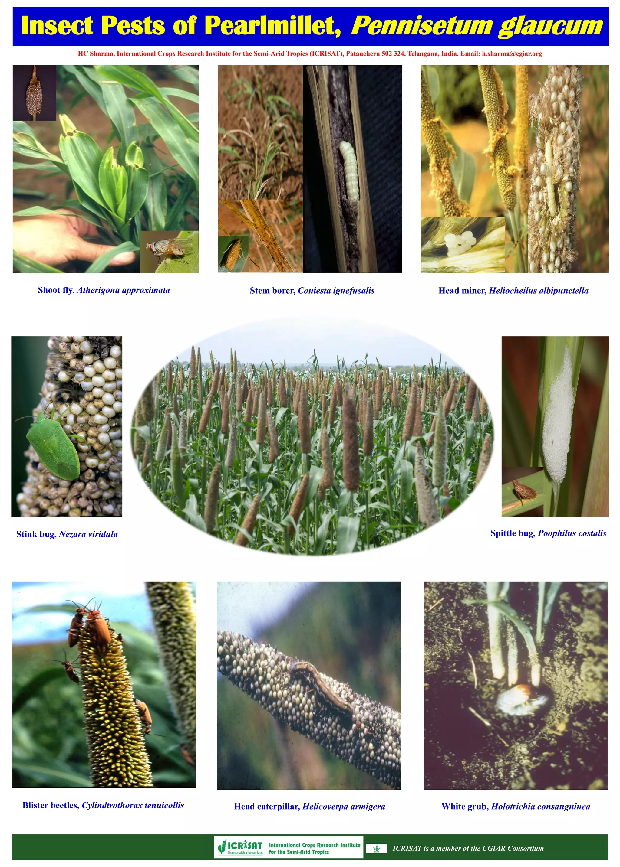 Insect pests of pearlmillet, pennisetum glaucum | PDF