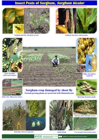 Insect pests of sorghum, sorghum bicolor | PDF