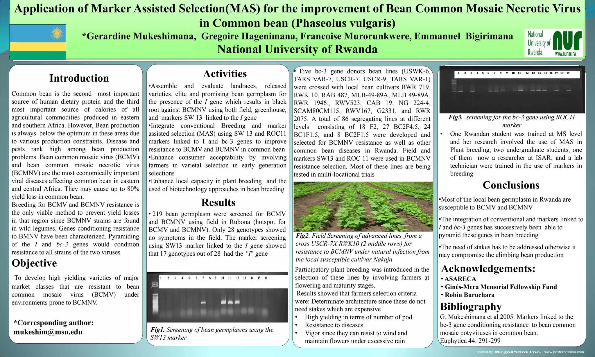 Application of Marker Assisted Selection (MAS) for the improvement of ...
