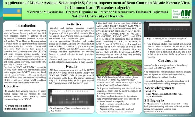 Application of Marker Assisted Selection (MAS) for the improvement of ...