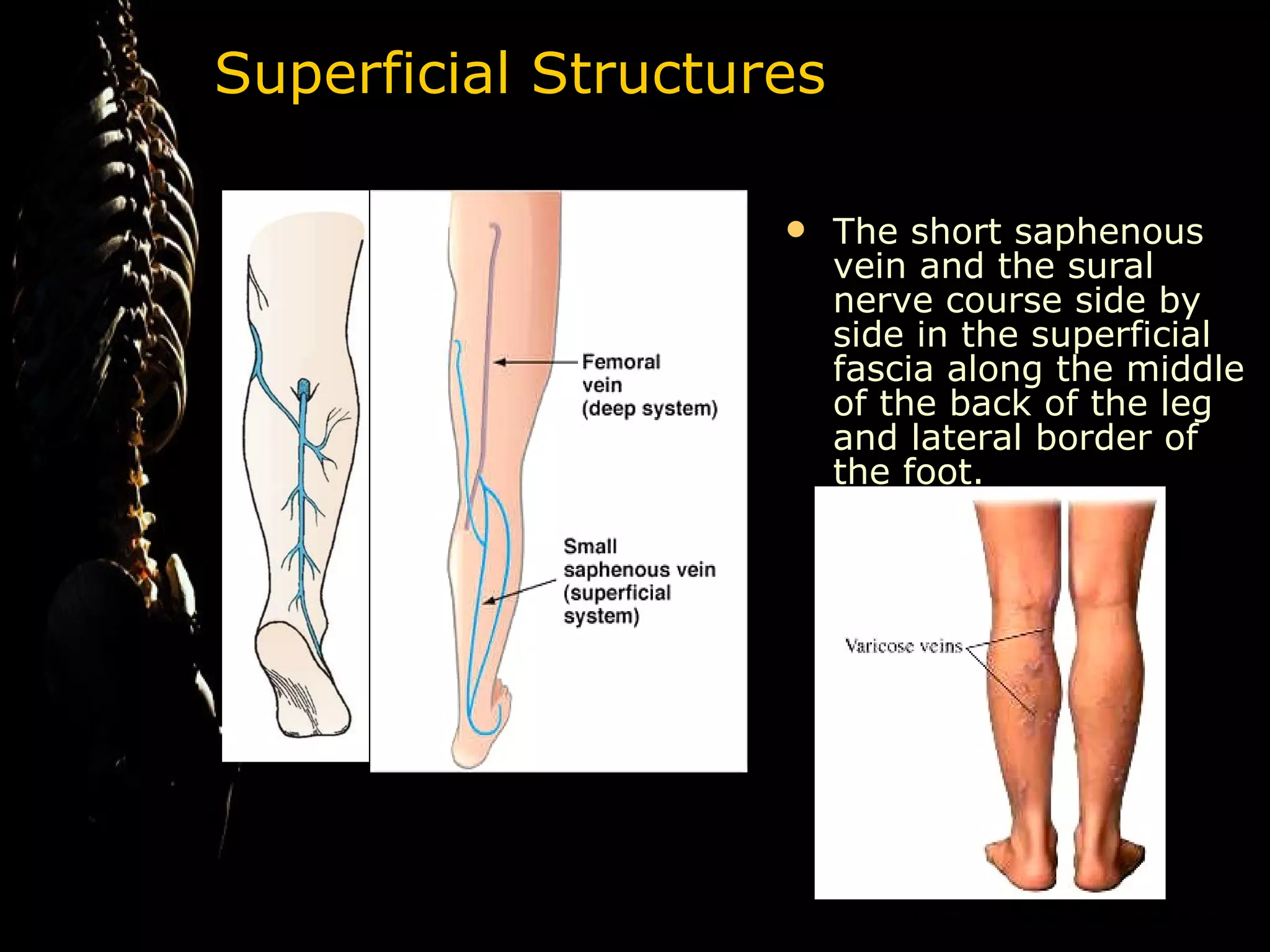 POSTERIOR LEG | PPT