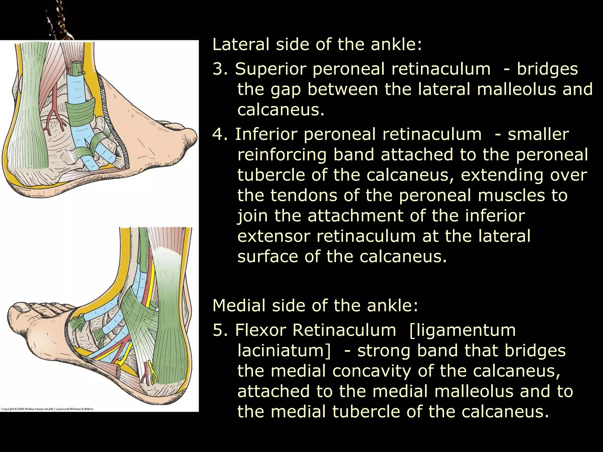 POSTERIOR LEG | PPT