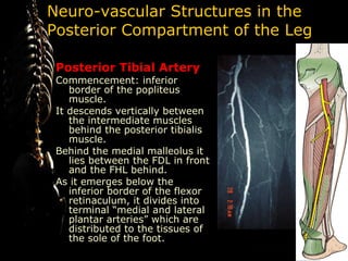 POSTERIOR LEG | PPT