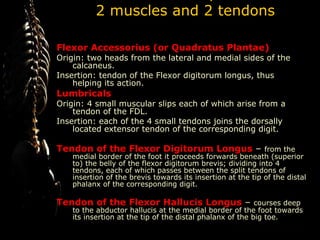POSTERIOR LEG | PPT