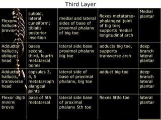 POSTERIOR LEG | PPT