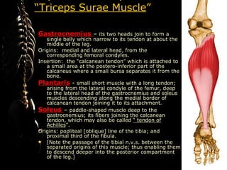 POSTERIOR LEG | PPT