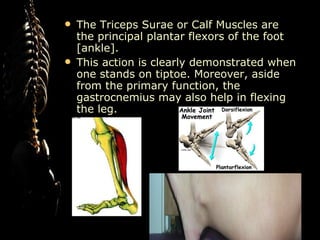 POSTERIOR LEG | PPT