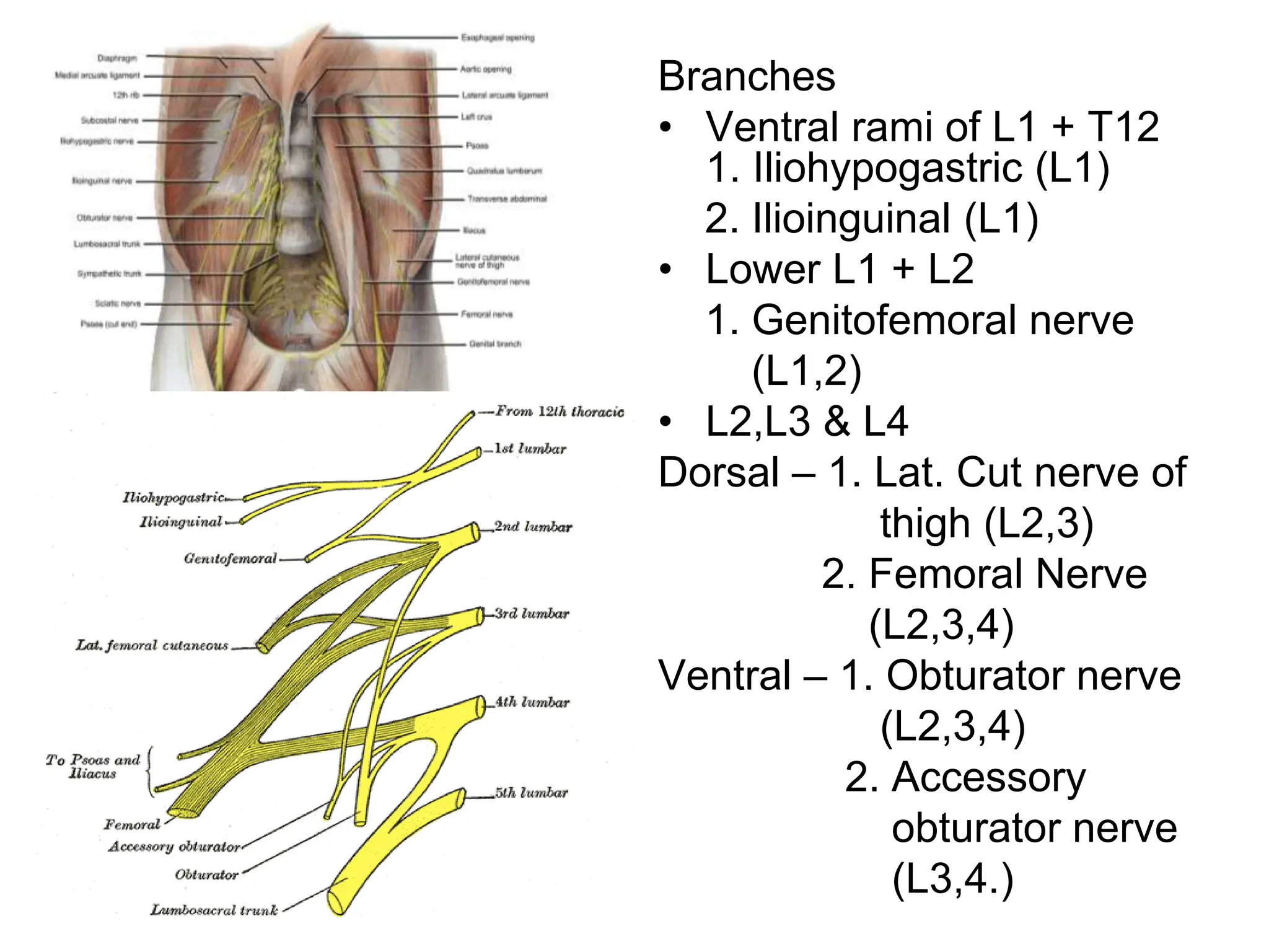 Posterior abdominal.wall.pptx anatomy... | PPTX