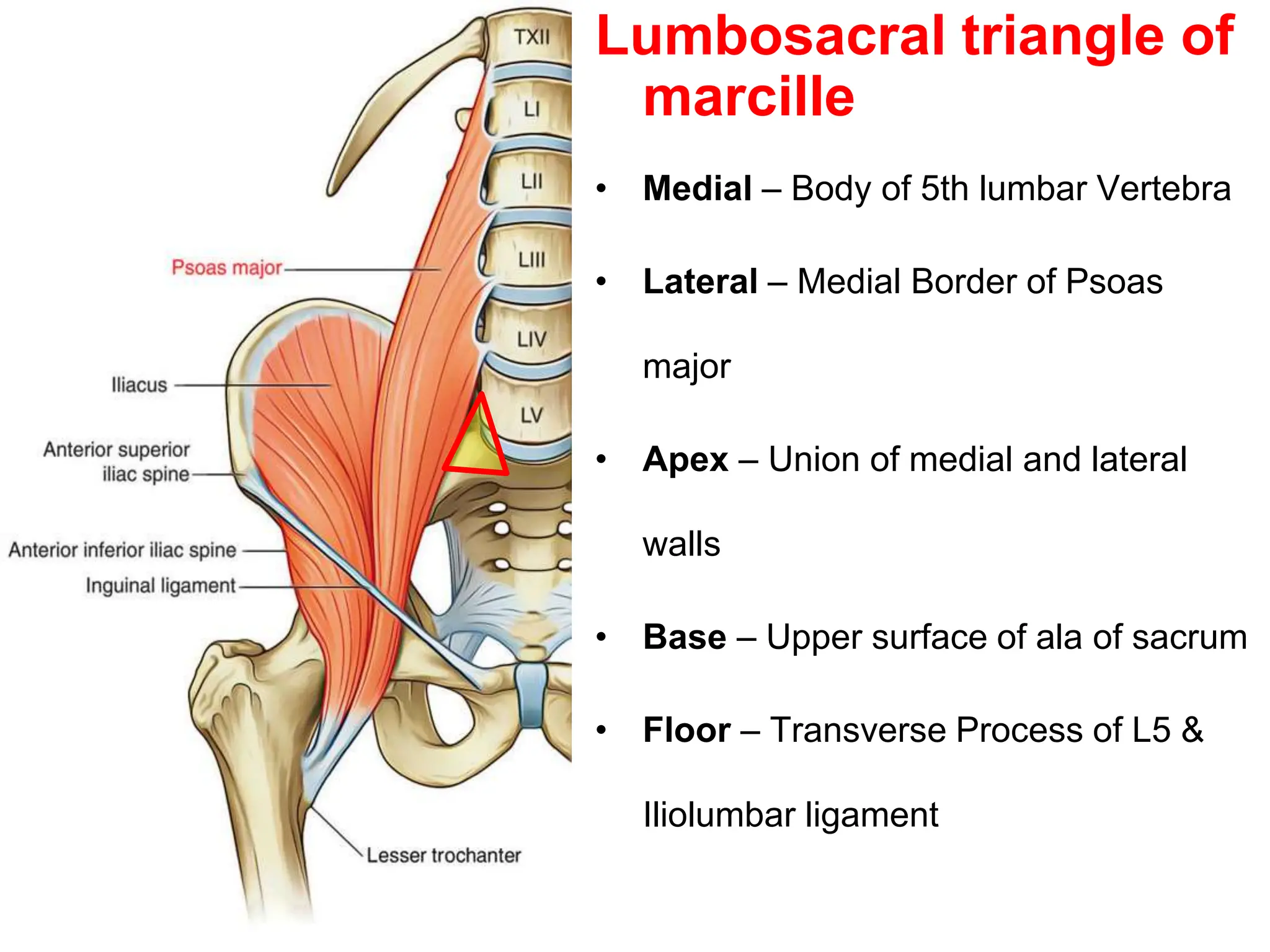 Posterior abdominal.wall.pptx anatomy... | PPTX