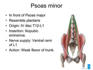 Posterior abdominal.wall.pptx anatomy... | PPTX