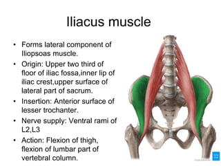 Posterior abdominal.wall.pptx anatomy... | PPTX
