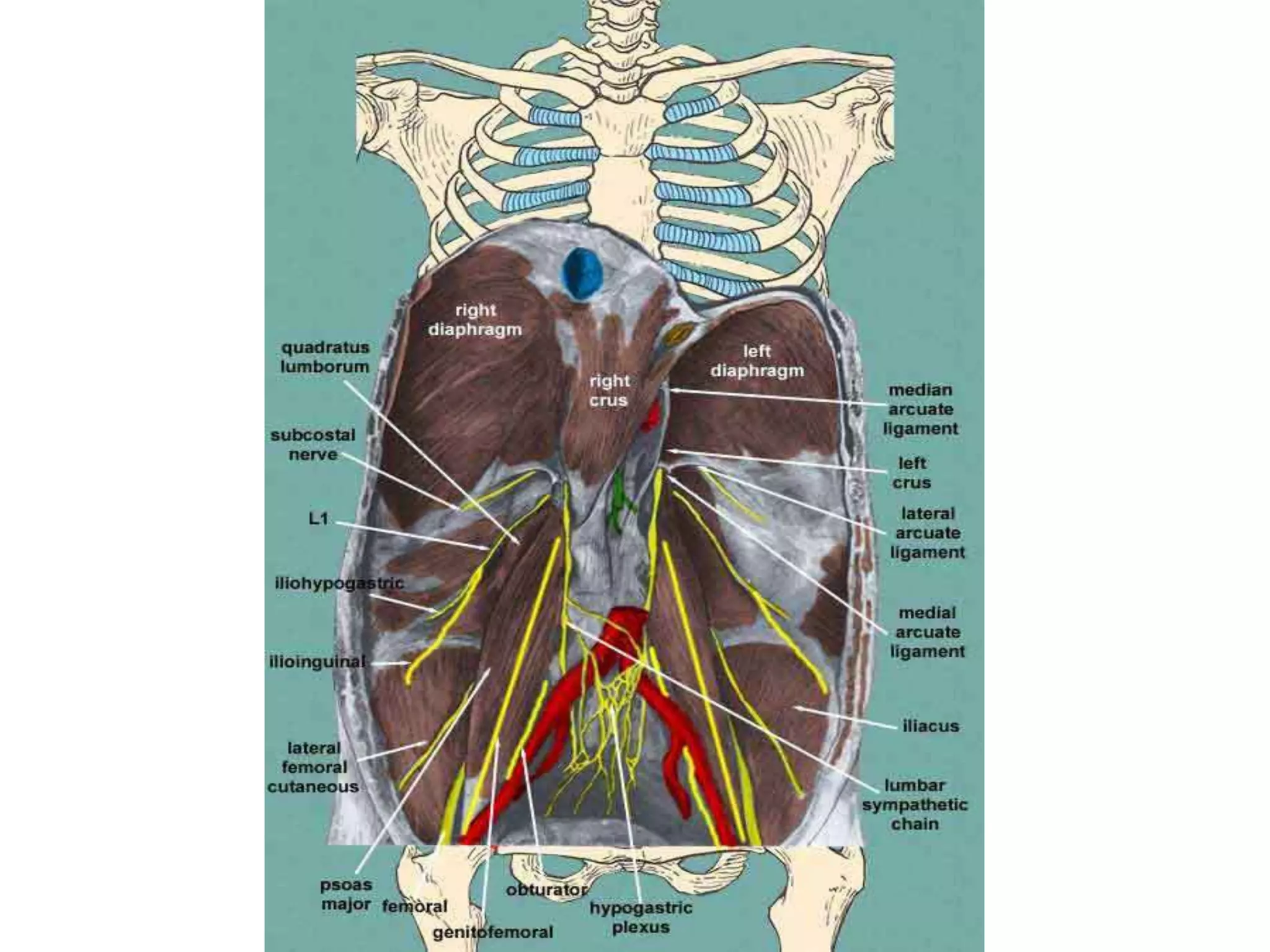 Posterior abdominal wall | PPTX