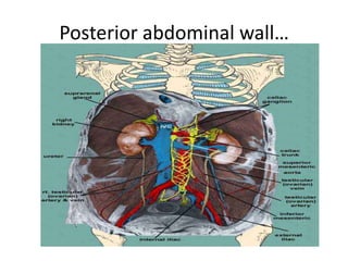 Posterior abdominal wall | PPTX