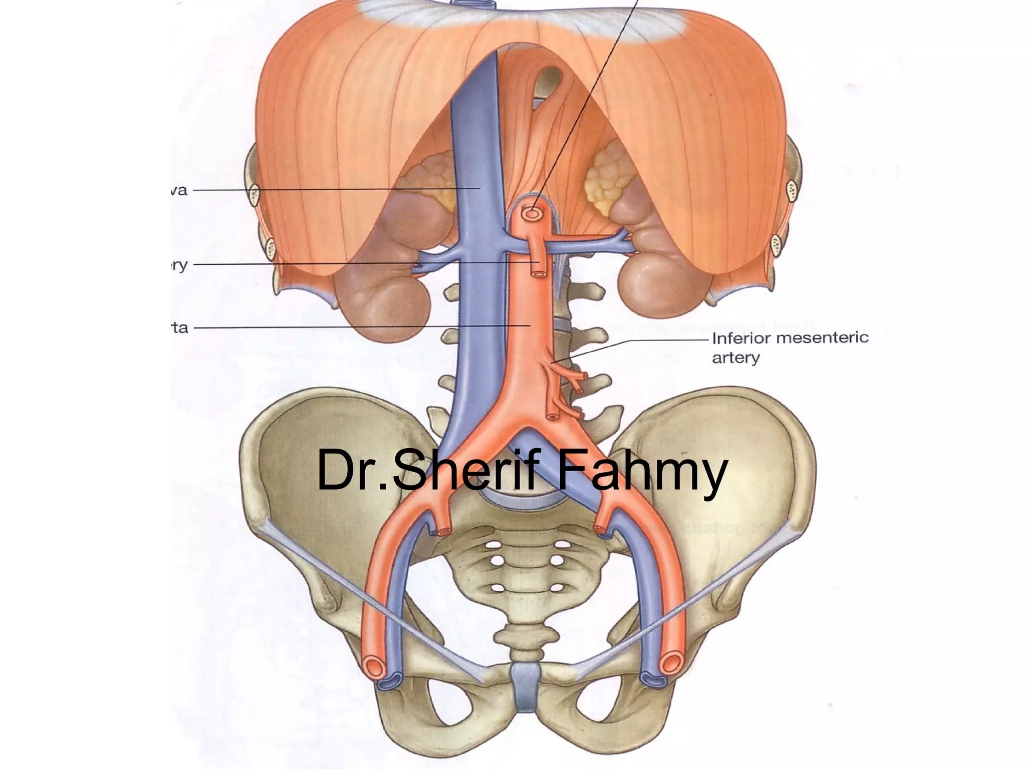 Posterior Abdominal Wall (Anatomy of the Abdomen) | PPS