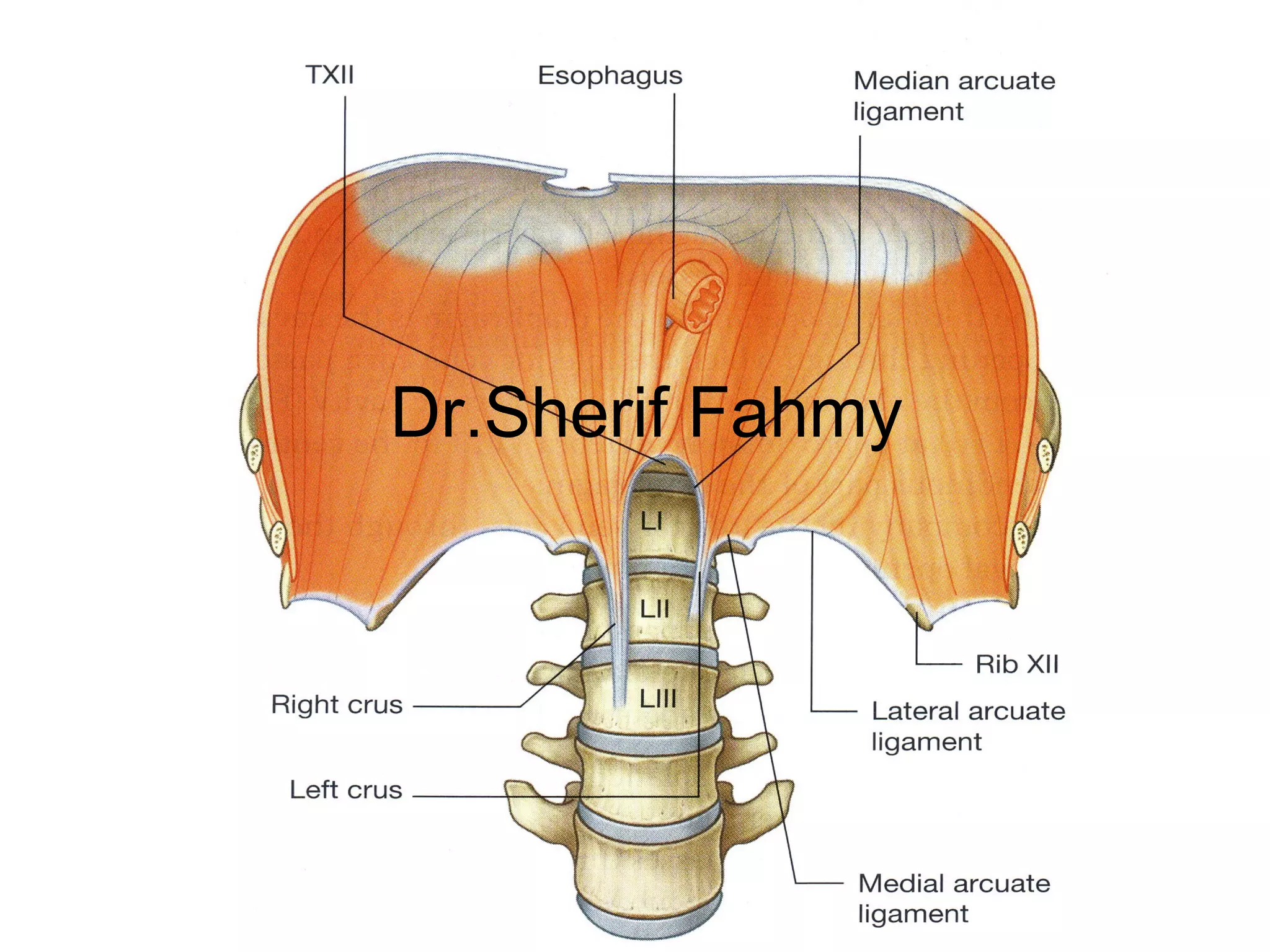 Posterior Abdominal Wall (Anatomy of the Abdomen) | PPS