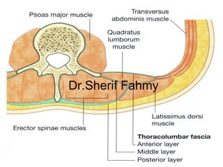 Posterior Abdominal Wall (Anatomy of the Abdomen) | PPS
