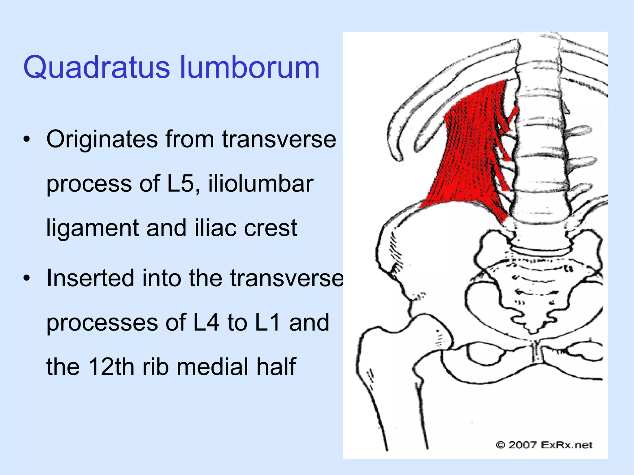 Posterior abdominal wall | PPSX