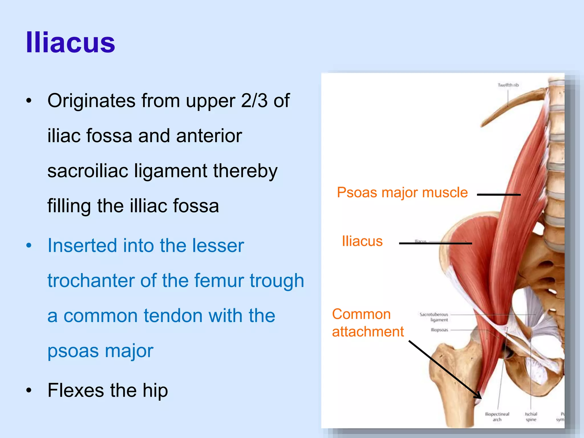 Posterior abdominal wall | PPSX