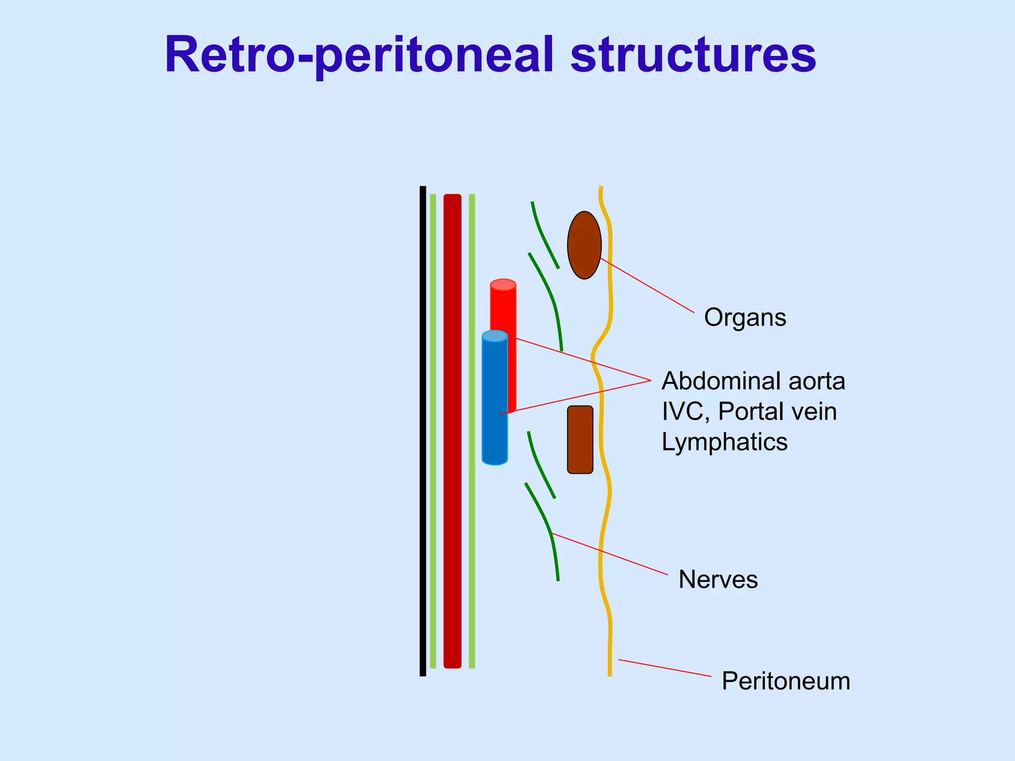 Posterior abdominal wall | PPSX