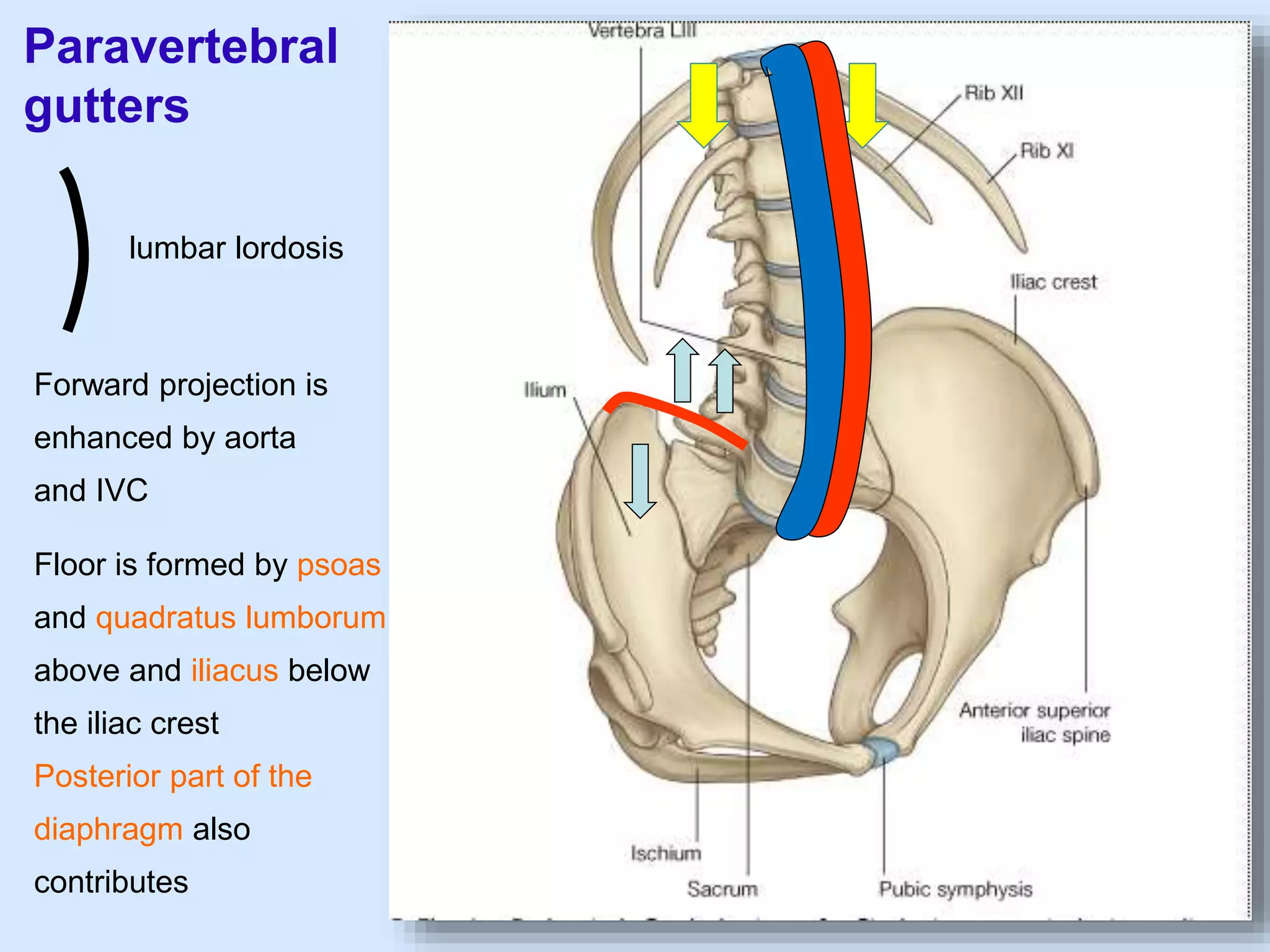 Posterior abdominal wall | PPSX