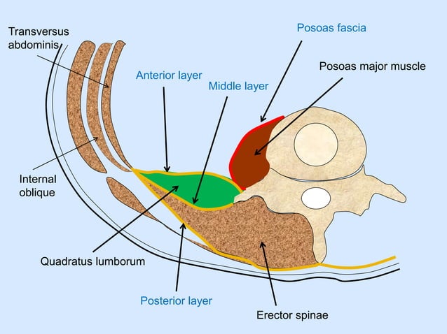 Posterior abdominal wall | PPSX