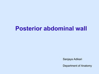 Posterior abdominal wall | PPT