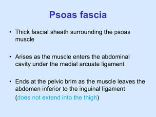 Posterior abdominal wall | PPT