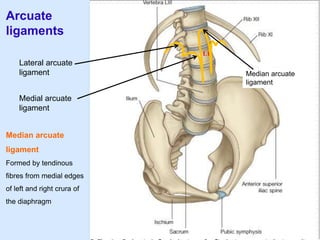 Posterior abdominal wall | PPT